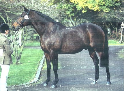 Sports Horse Breeding of Great Britain