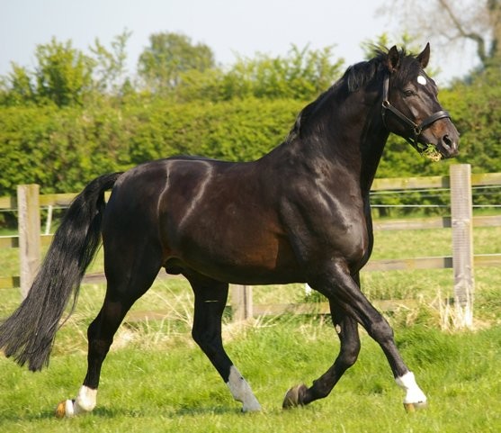 Sports Horse Breeding of Great Britain