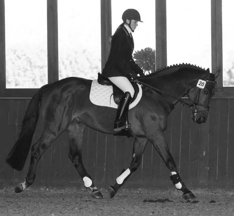 Sports Horse Breeding of Great Britain