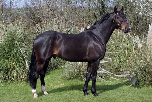 Sports Horse Breeding of Great Britain
