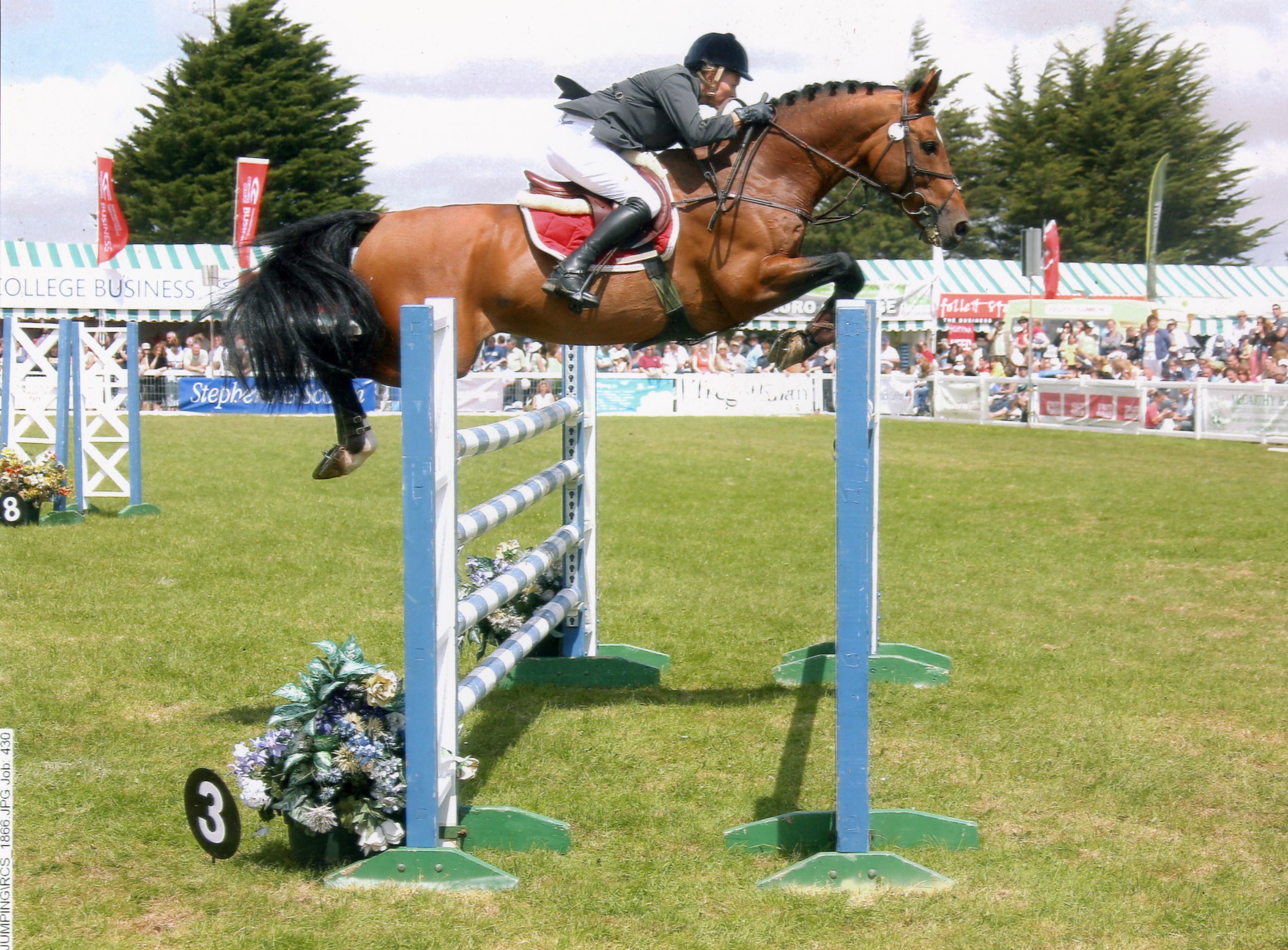 Sports Horse Breeding of Great Britain