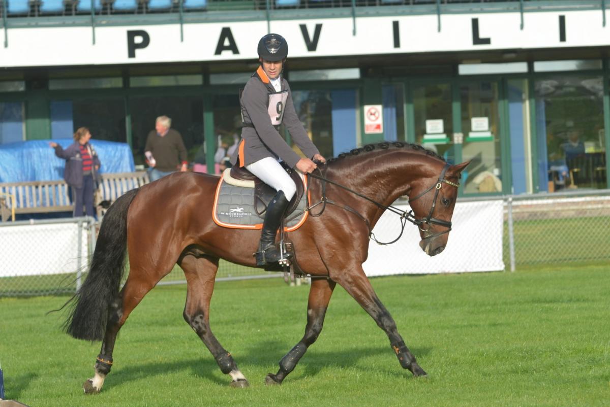 Sports Horse Breeding of Great Britain