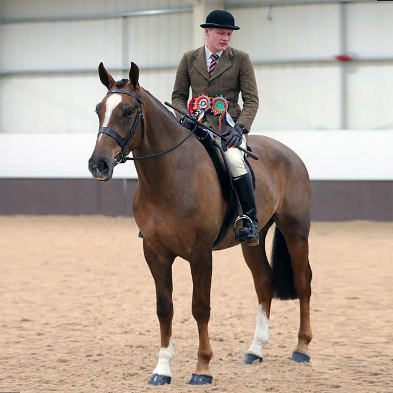 Sport Horse Breeding of Great Britain